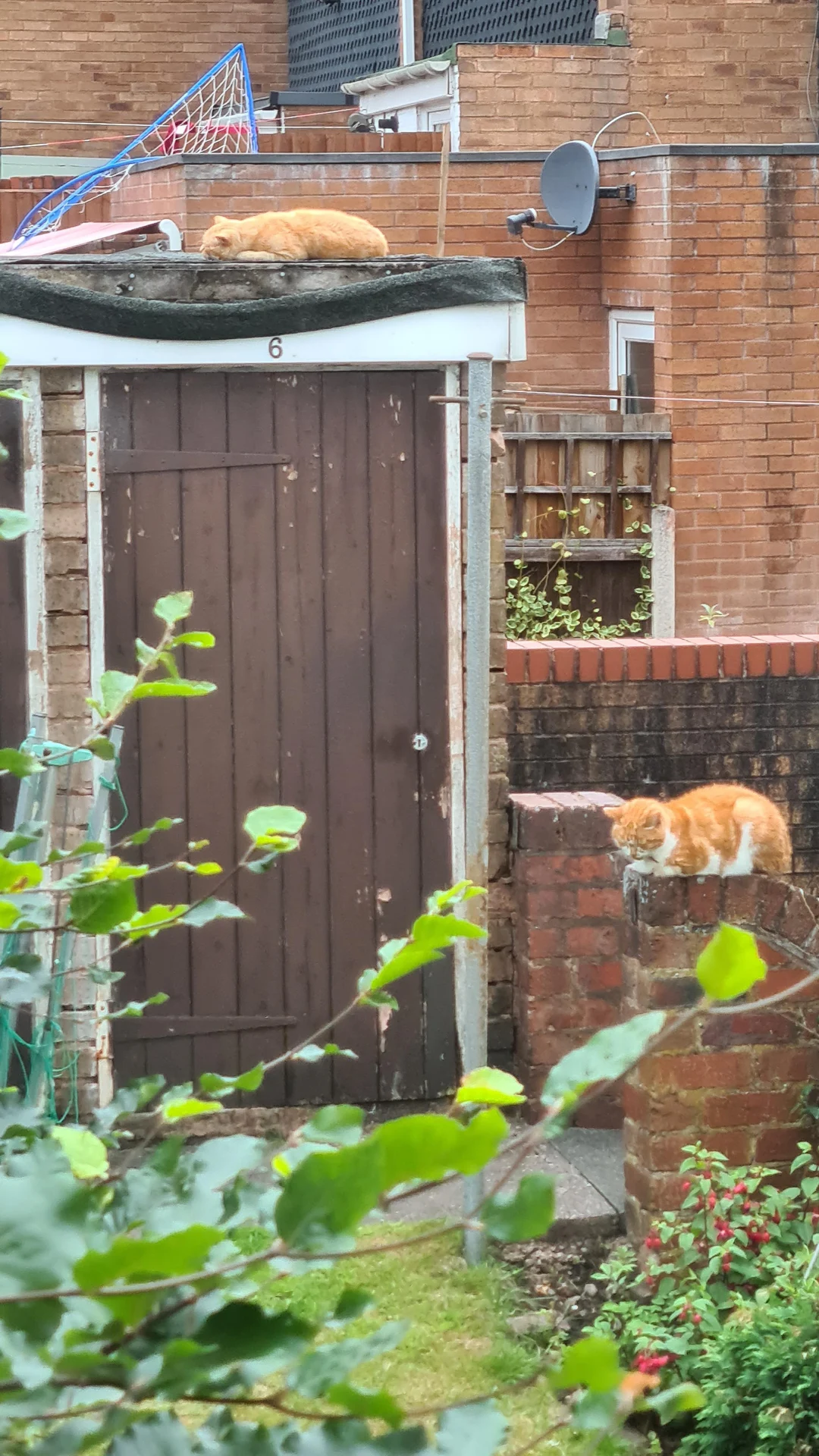 anyone for a tiger loaf? 🐅 | Scrolller