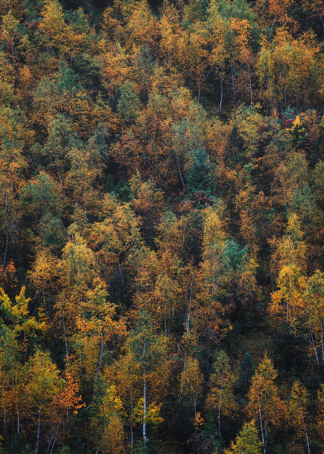 Patterns of the autumn season, Karwendel, Austria [OC] [3000x4201] | Scrolller