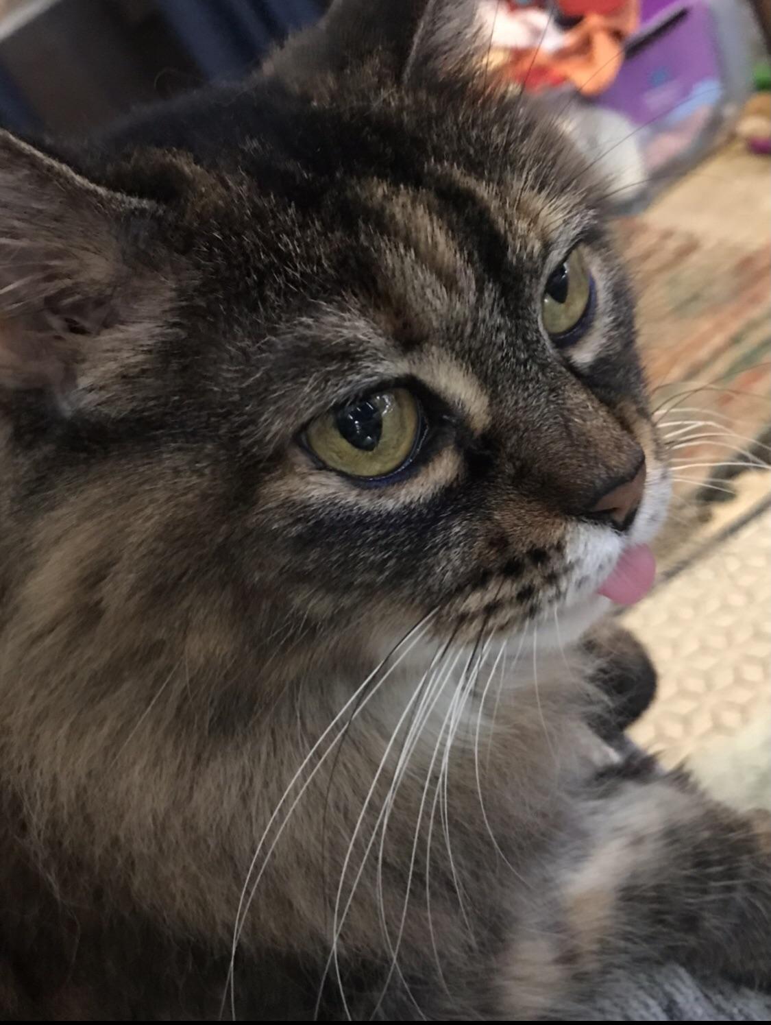 Senior blep 👅 | Scrolller