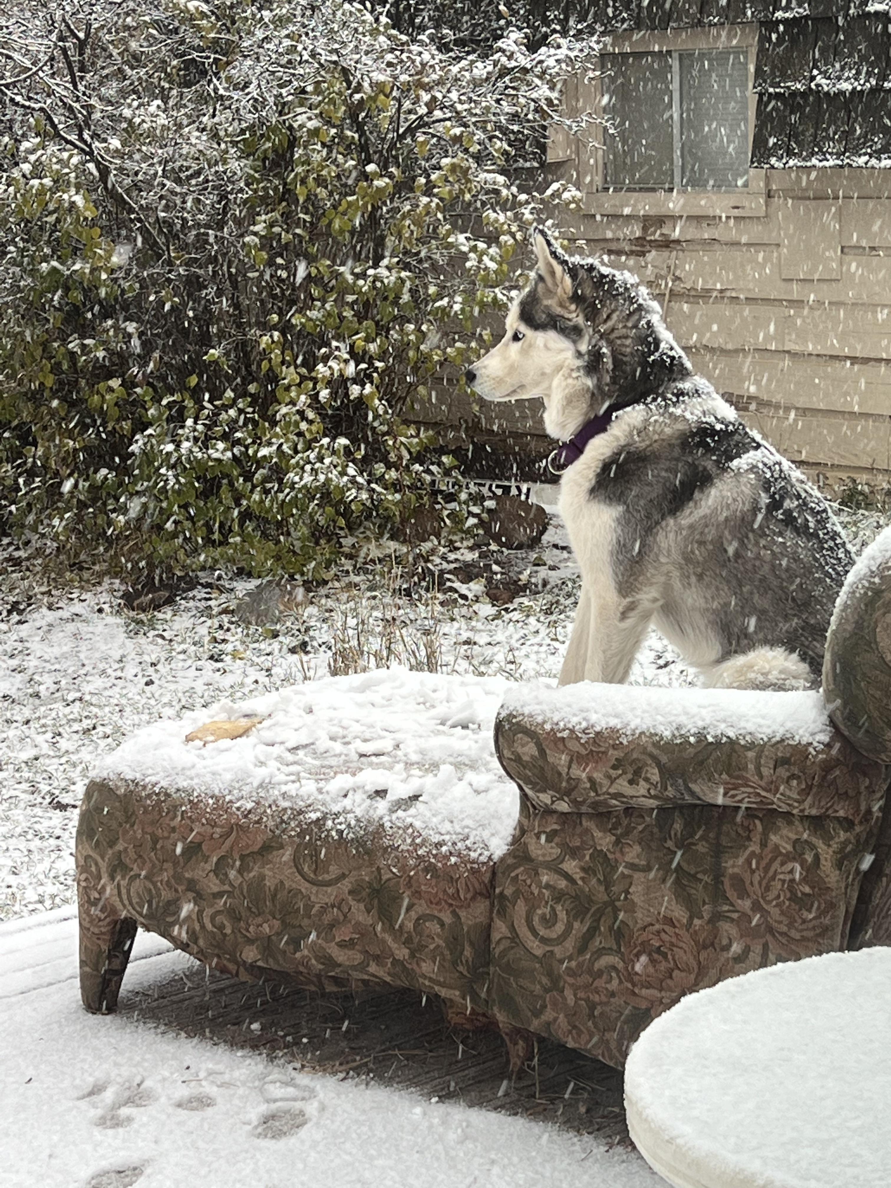 First snow of the season. I think Stella likes it. | Scrolller