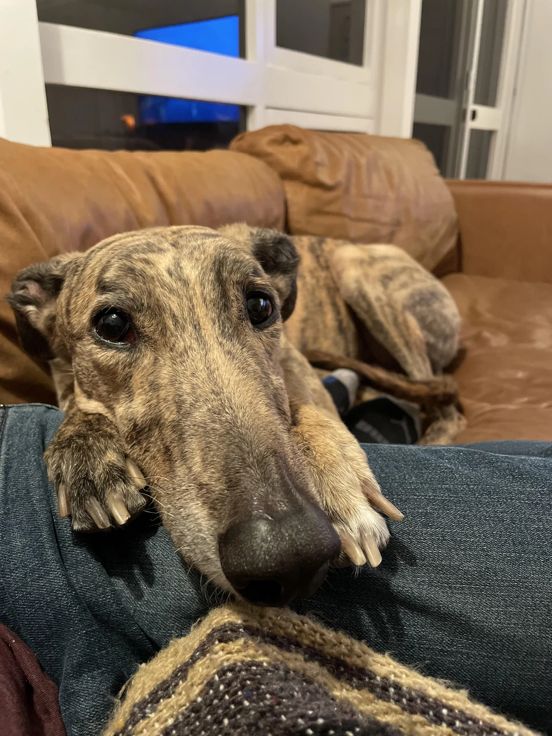 The rare double paw snoot-rest! | Scrolller