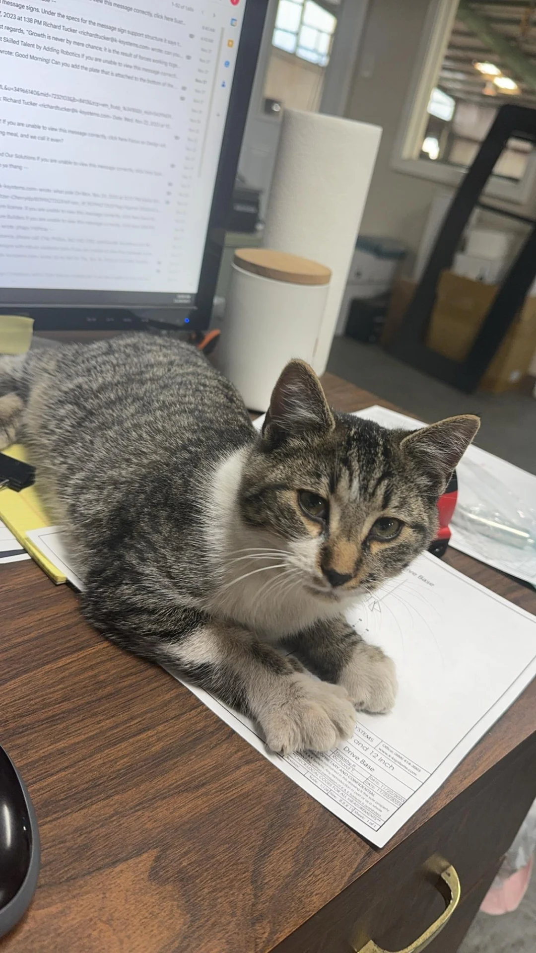 Stray cat | Scrolller