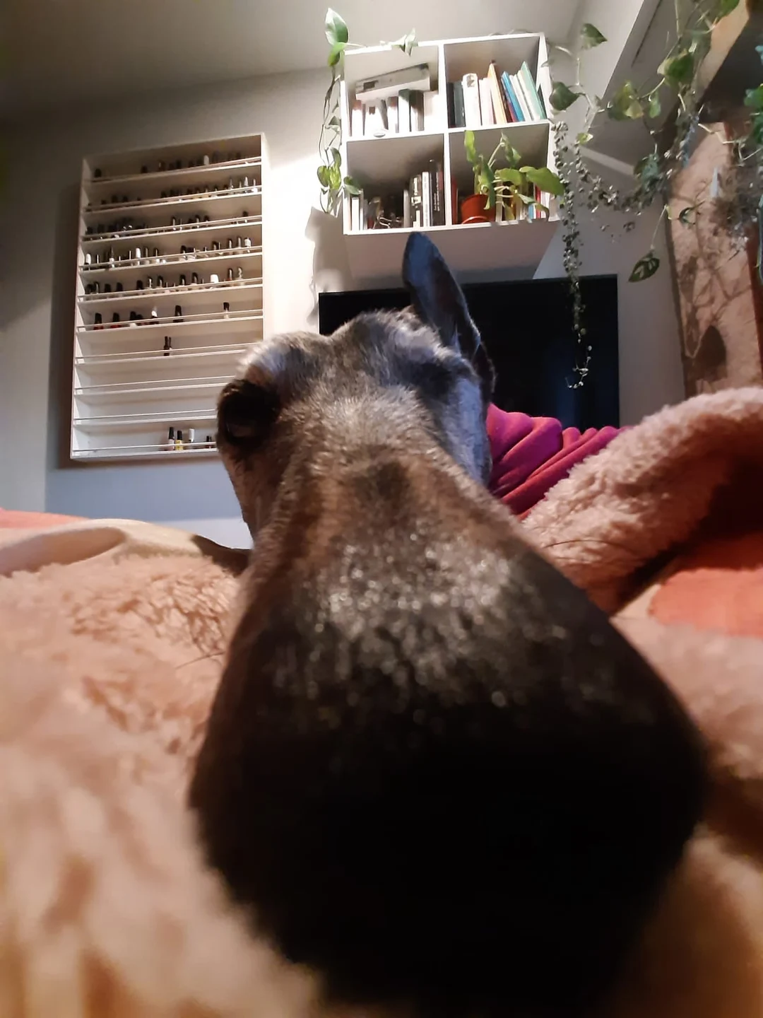 The snootiest snoot you've ever seen | Scrolller