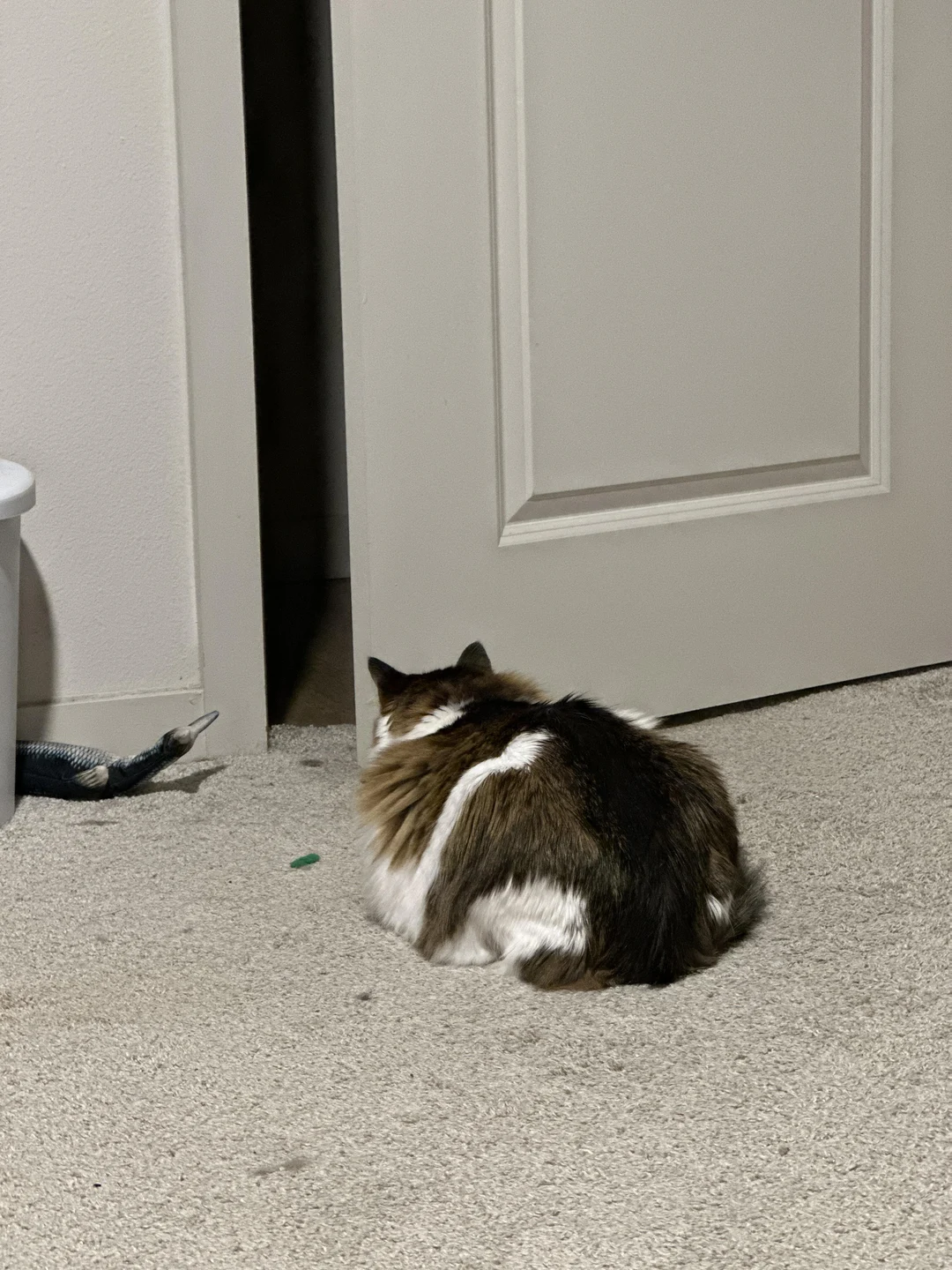 My Sib is built like a linebacker. | Scrolller