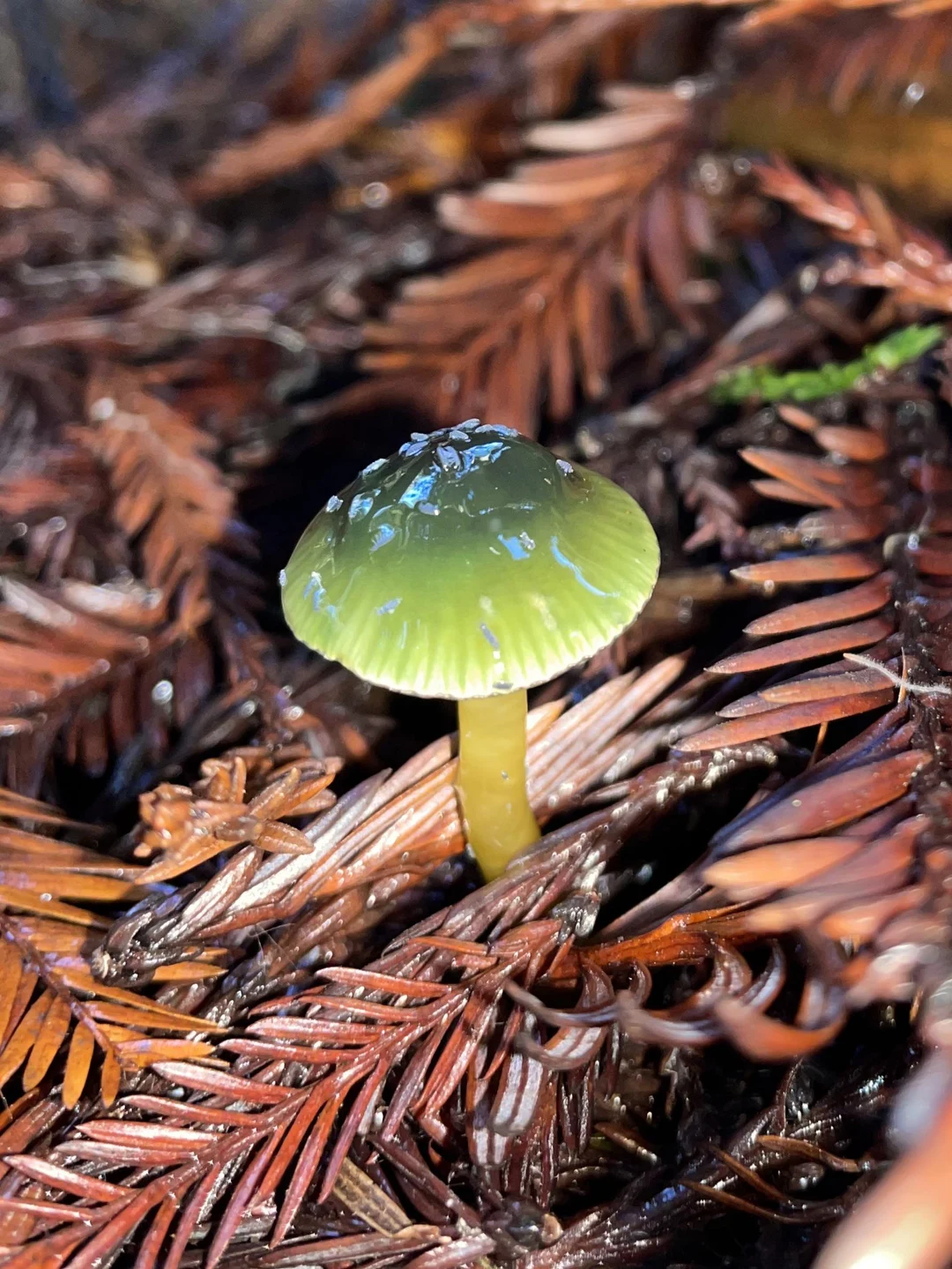 green shroom! California | Scrolller