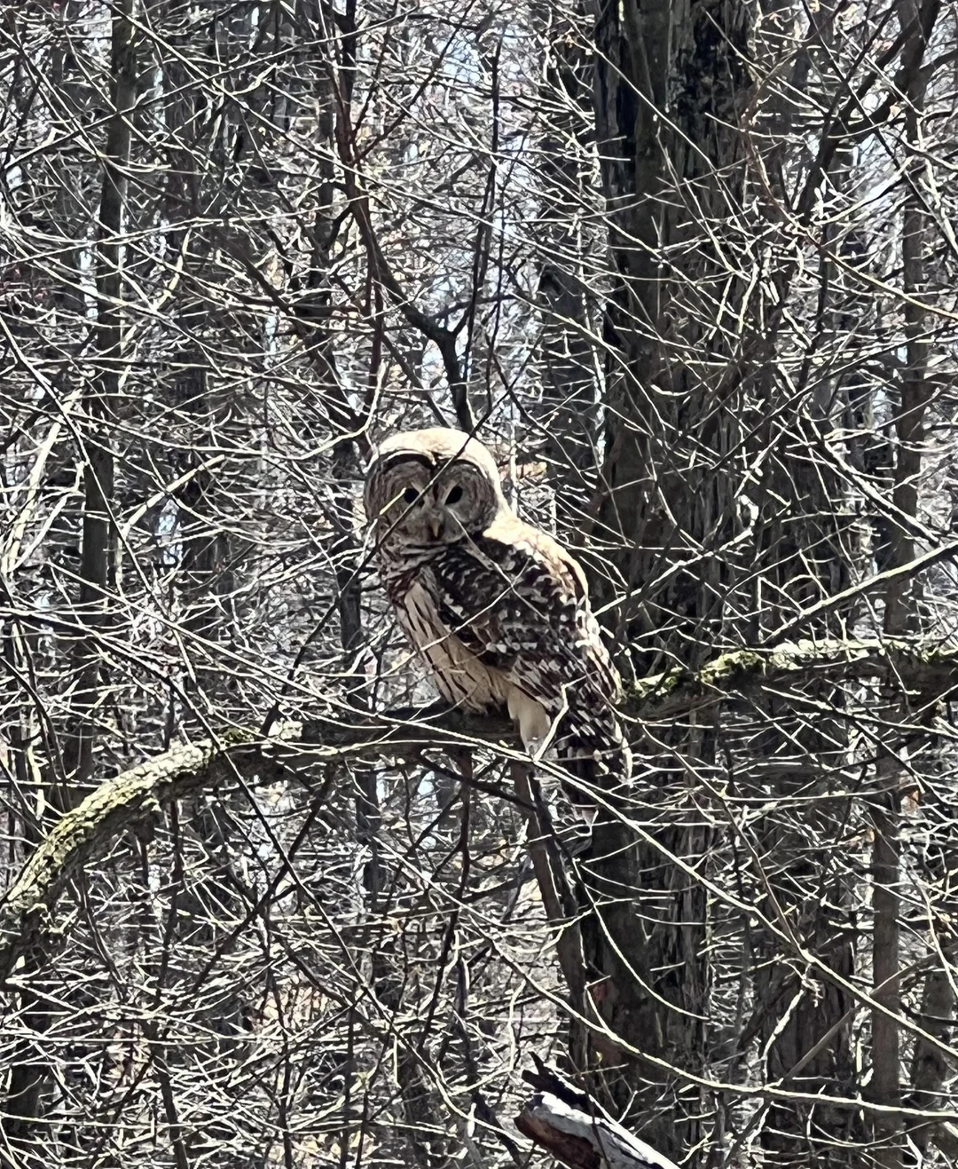 Barred owl (I think) spotted in southern MI | Scrolller