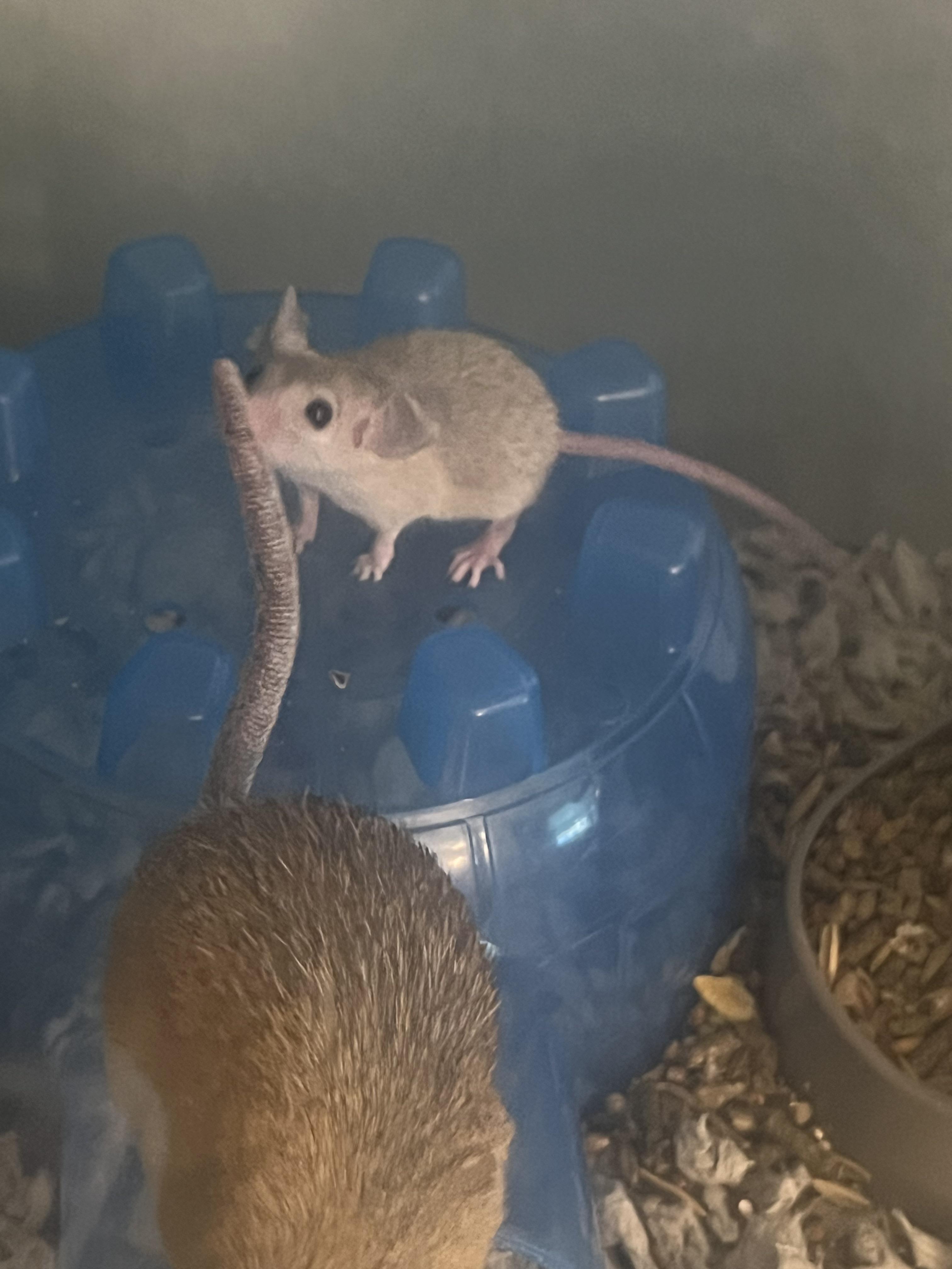 Does anyone have tips with trying to bond with shy baby Egyptian spiny mice? | Scrolller