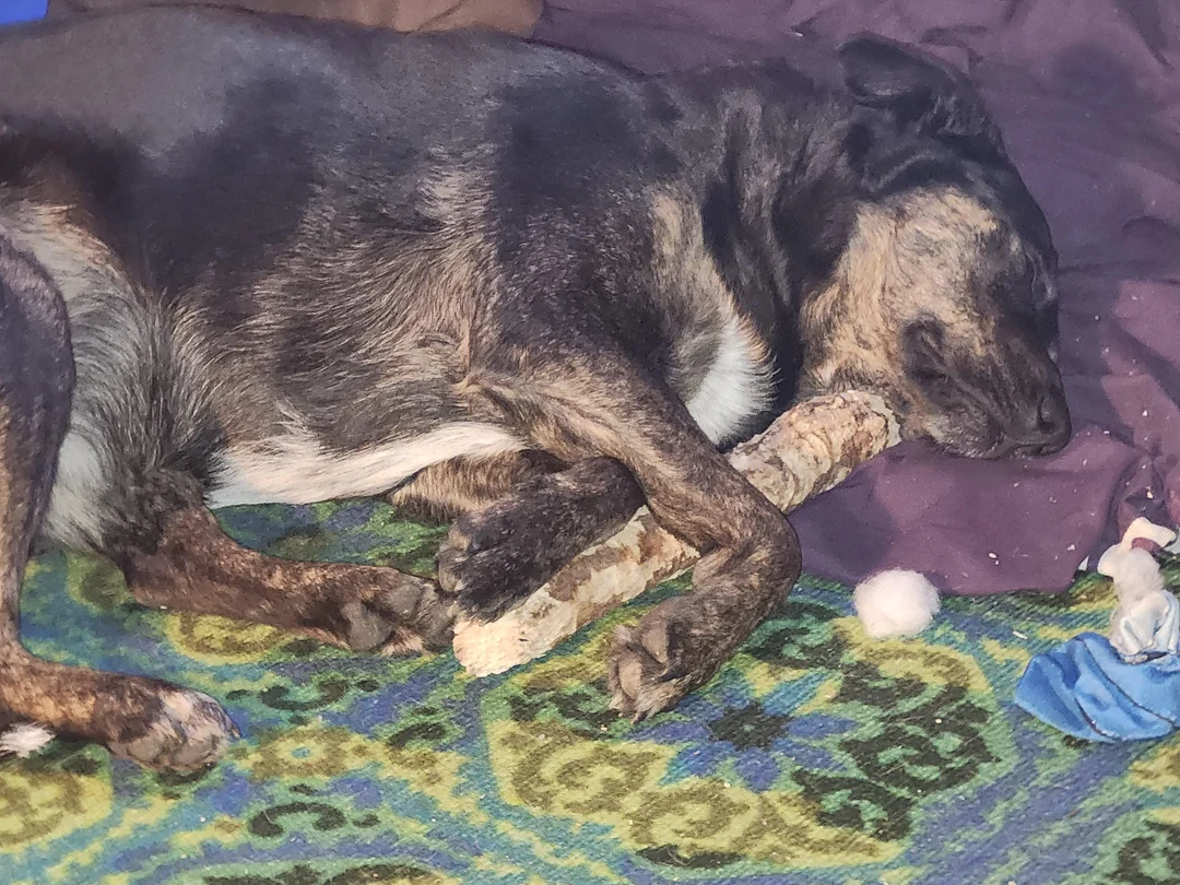 Lucky and her stick. | Scrolller