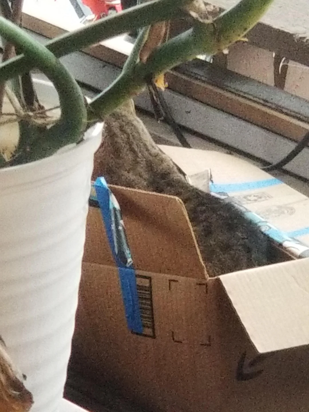 Discover more like TheCatTrapIsWorking: This trap has been on my porch for weeks and I finally ...