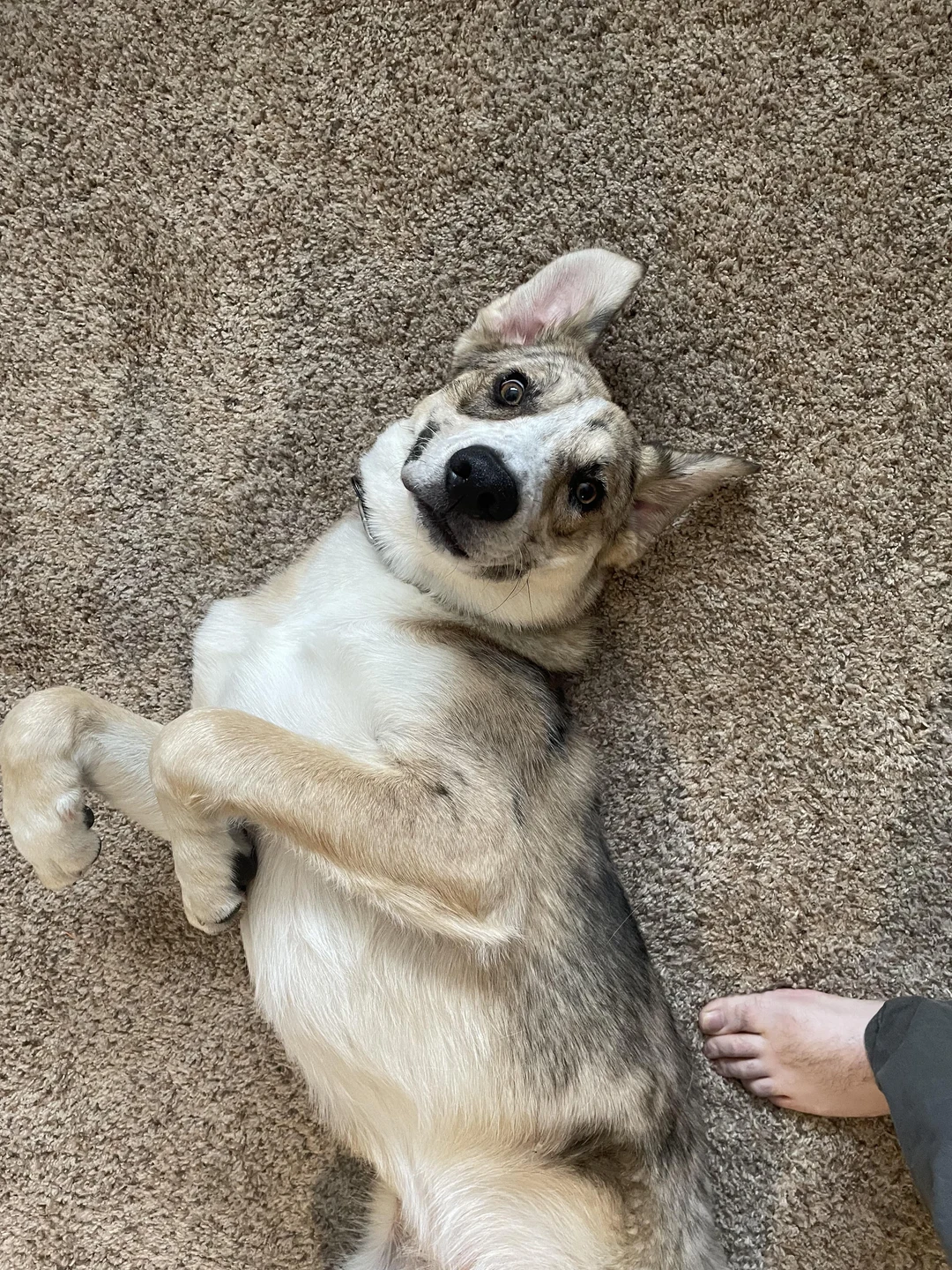 Happy puppy :) | Scrolller