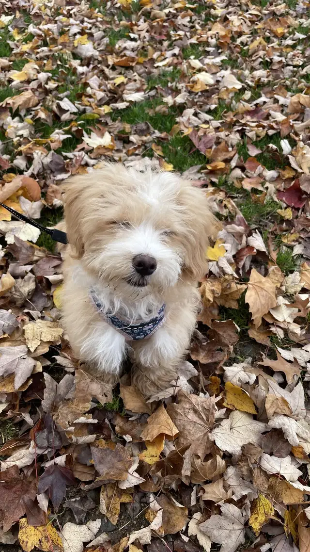 Lemon Loves Leaves | Scrolller