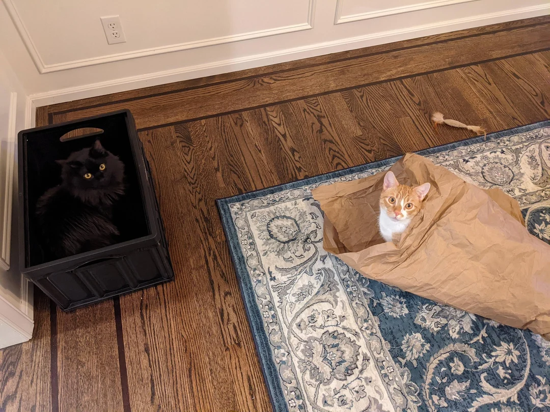 Color coded cat traps | Scrolller