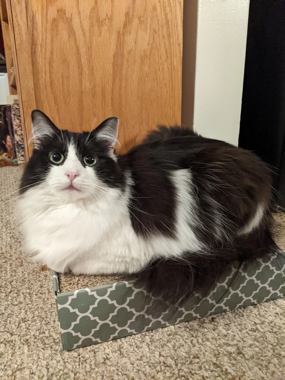 fluffy loaf special | Scrolller