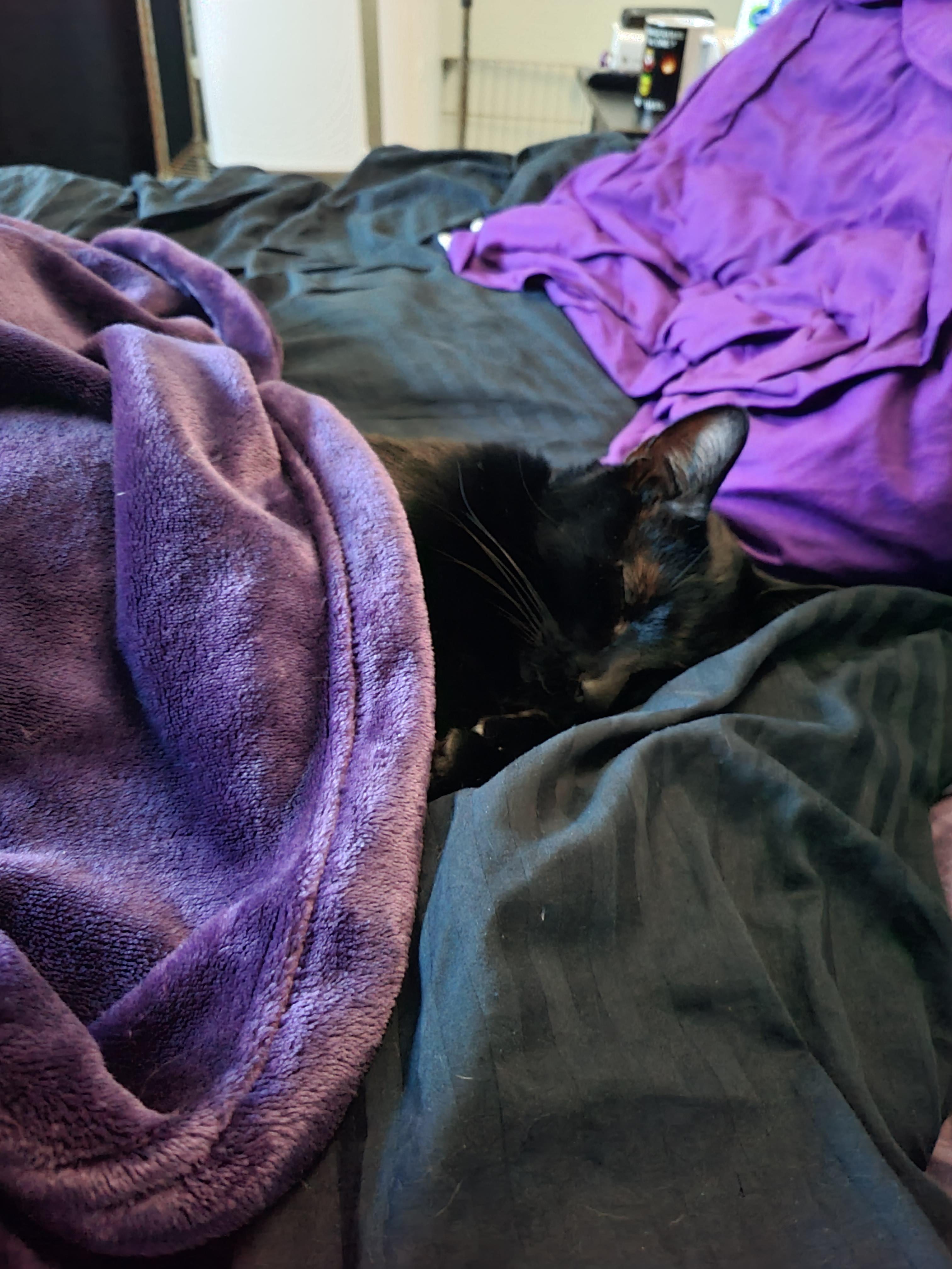 naps in the only room of the house with AC | Scrolller