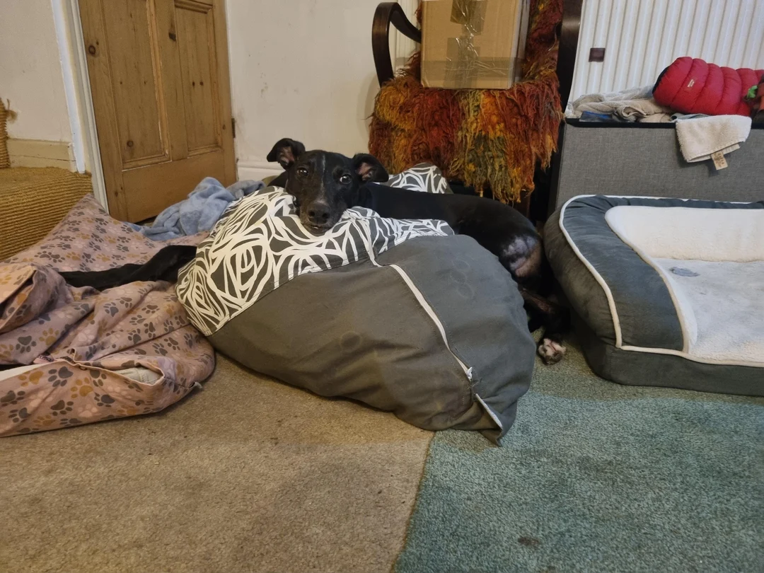 A great example of the rare and exclusive 3-bed fail from Storm tonight | Scrolller