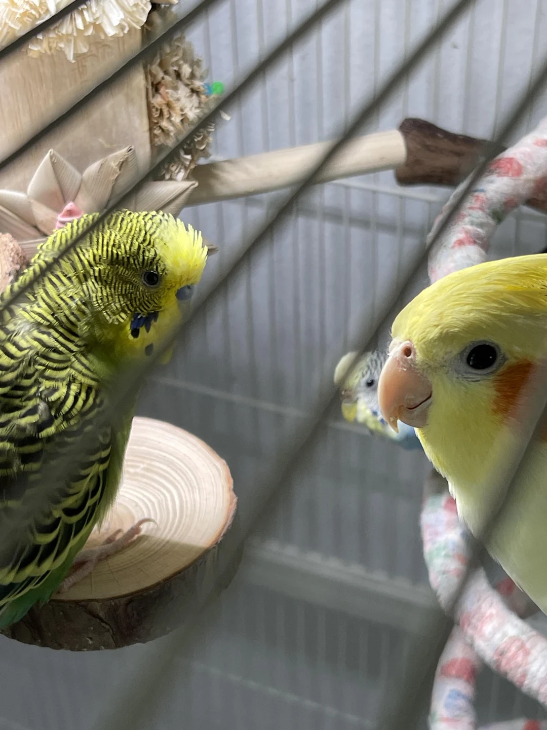 I’ve interrupted the party | Scrolller