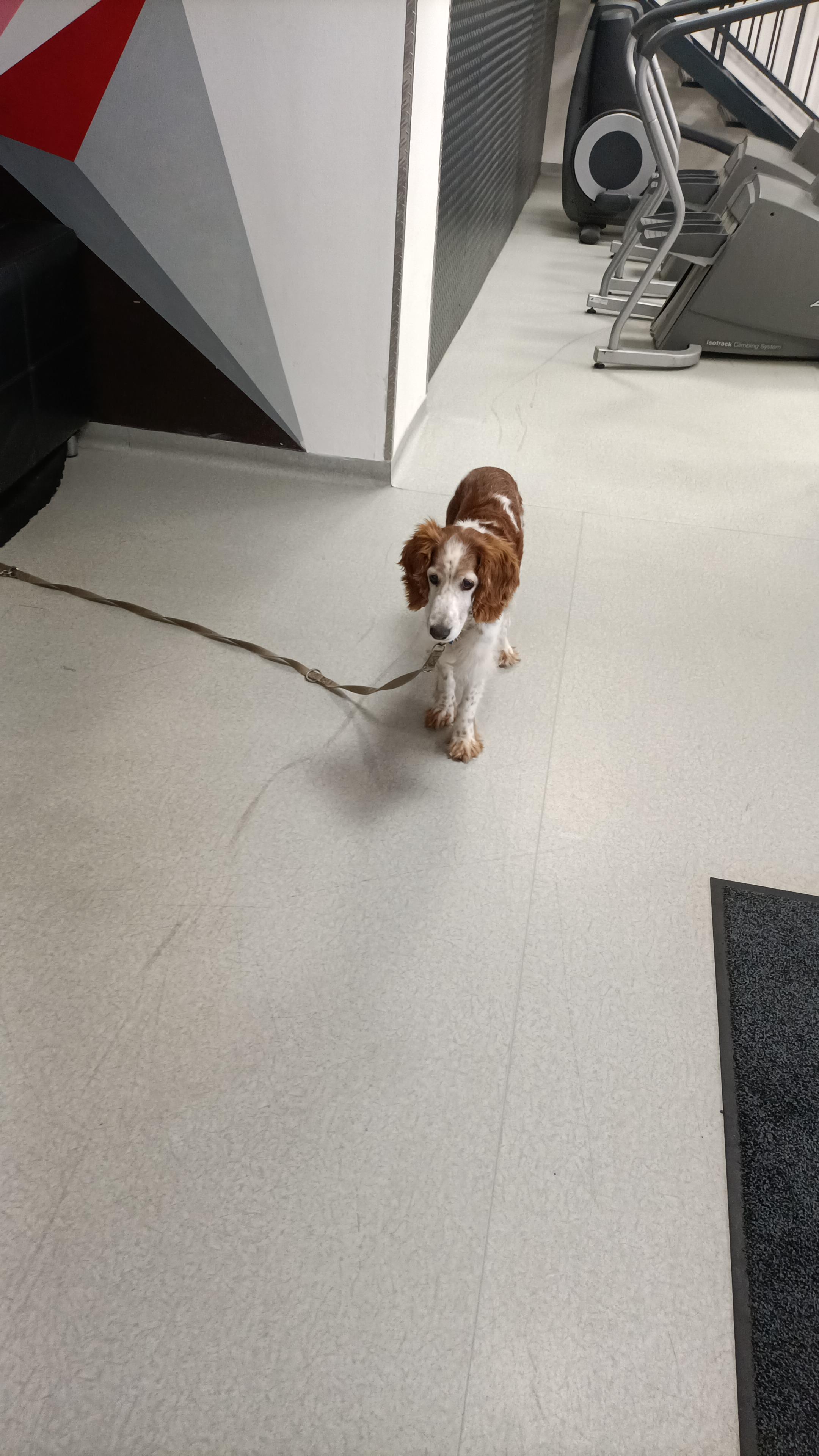 Sayh hi to Ralphie, he'll be your trainer today | Scrolller