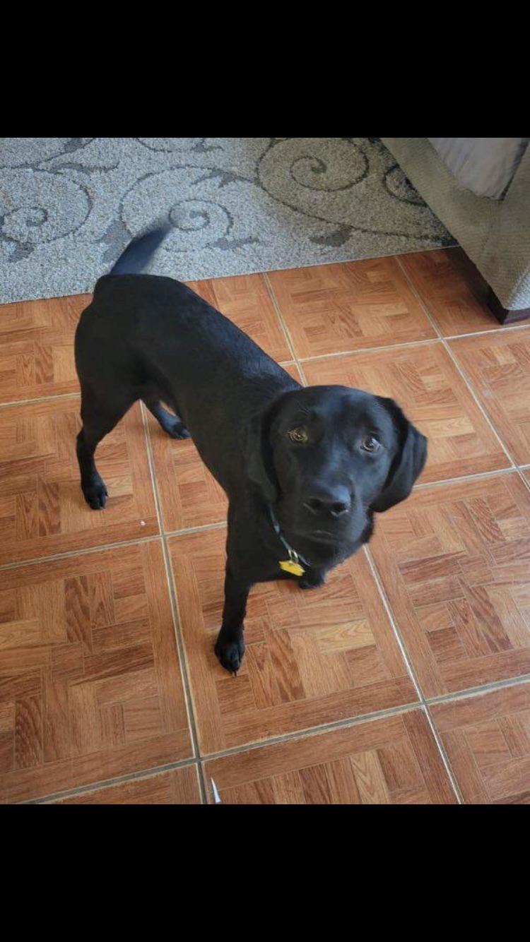 Benny wagging his tail 😍 | Scrolller