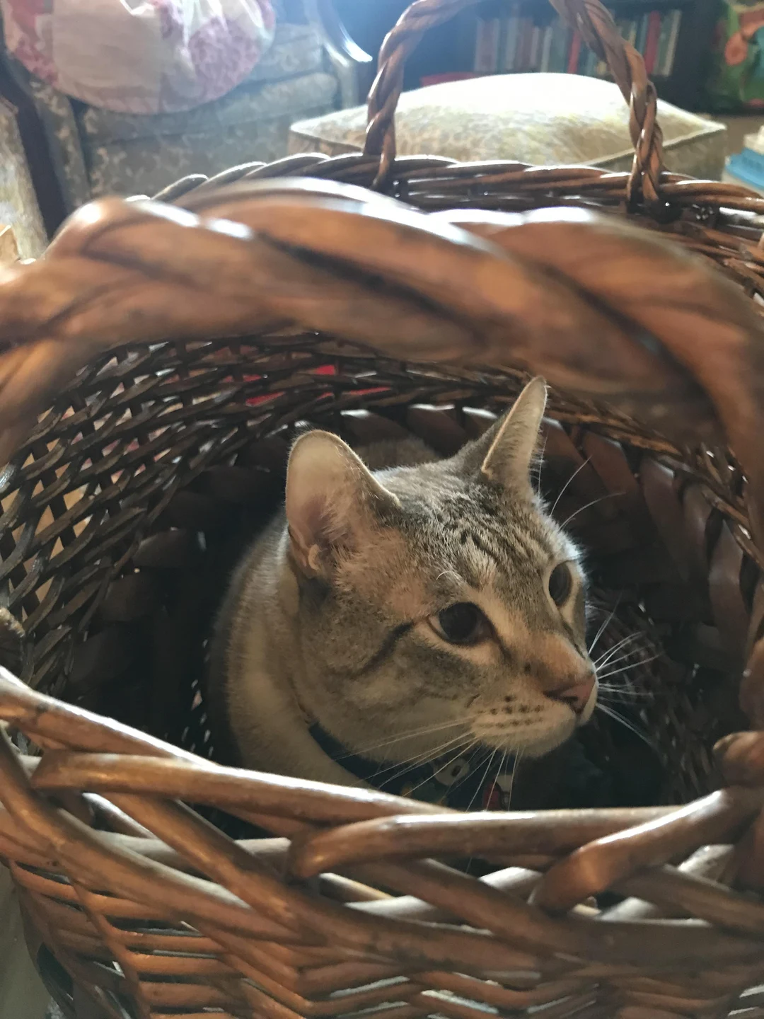 We got a new laundry basket | Scrolller