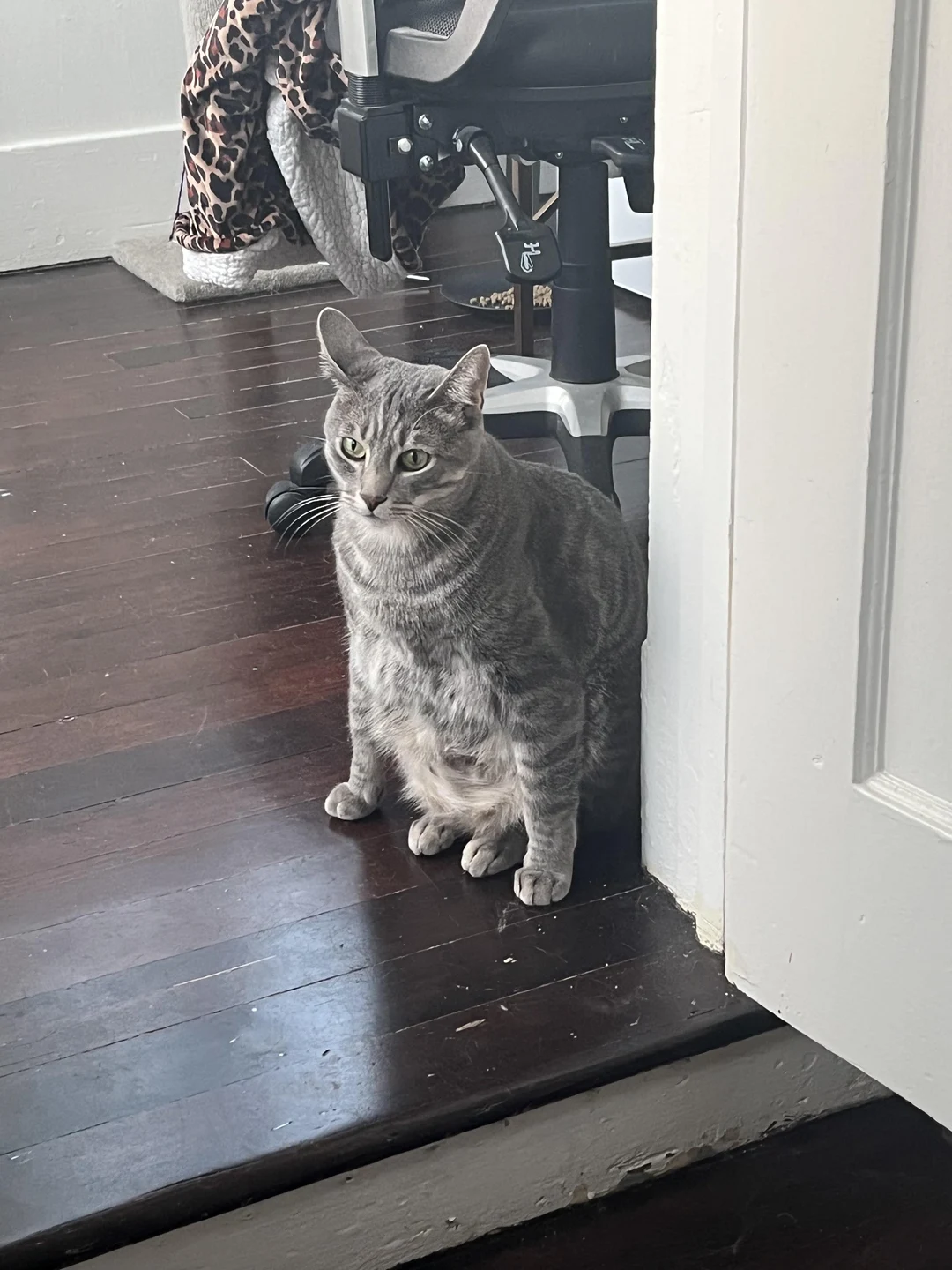 No, he’s not sitting on another cat. He just a derp | Scrolller