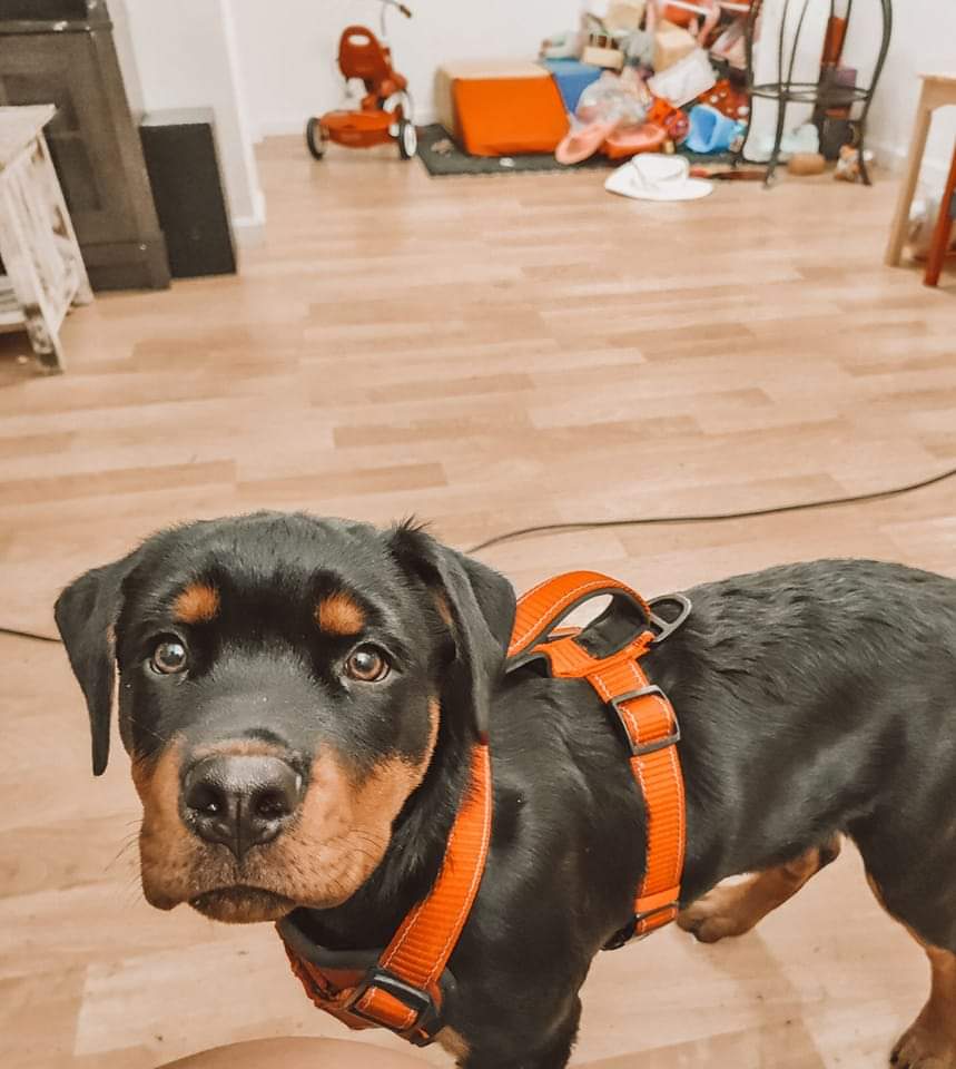 Chop's Growing Like a Weed 🌱(4 Months) | Scrolller