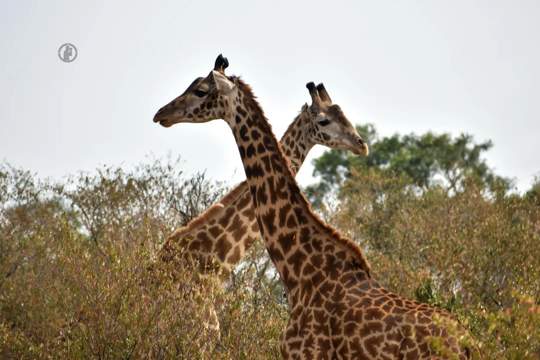 Happy Giraffe Friday. Masai Giraffes. Click from Masai Mara,Kenya ...