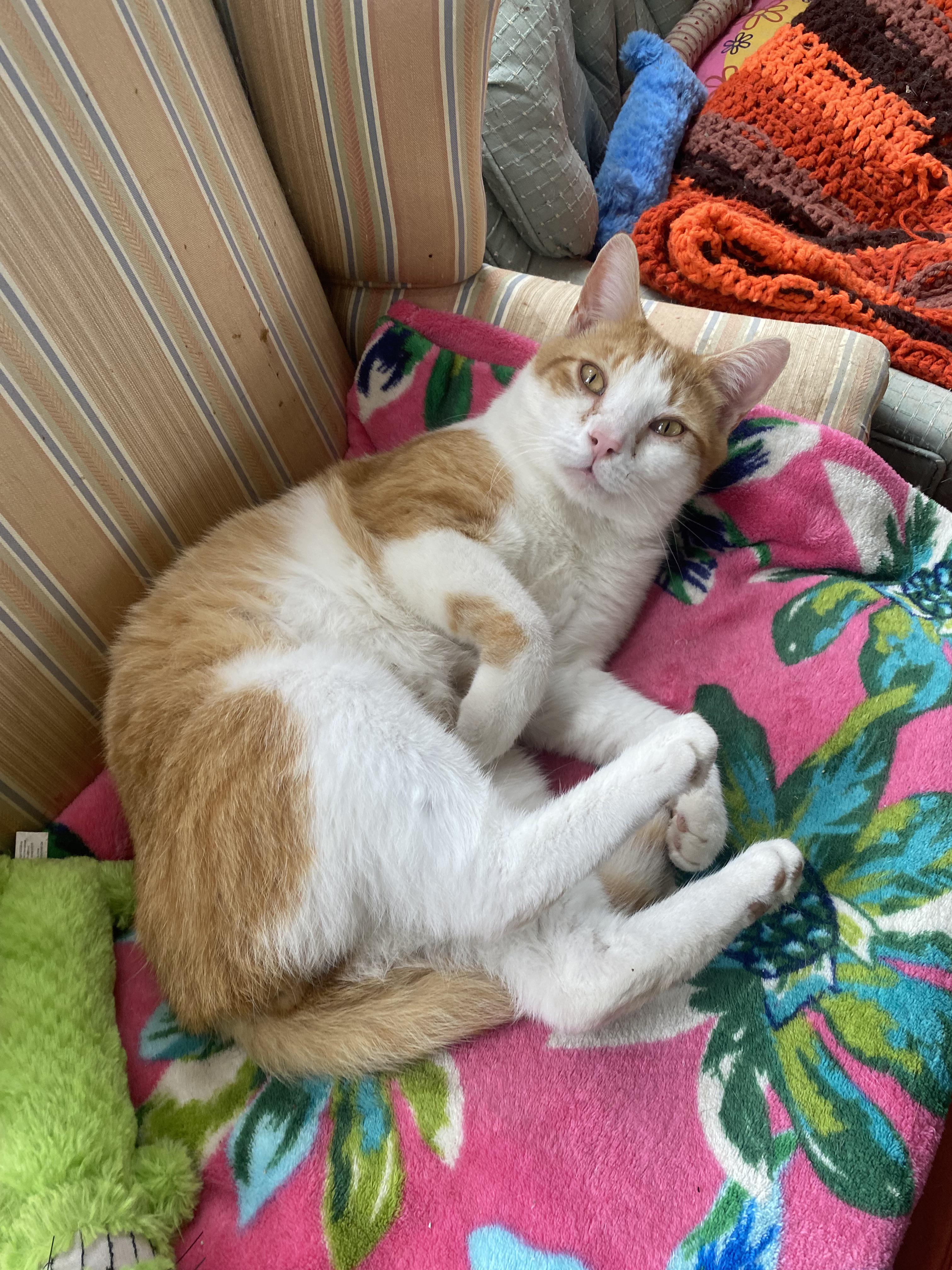 More Leo content 💖 | Scrolller