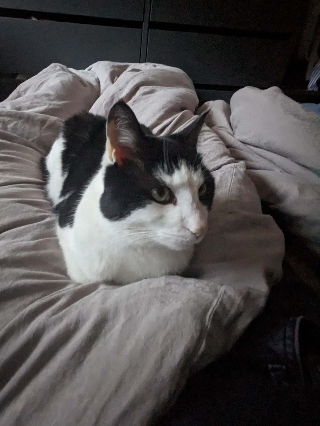 Loaf on lap | Scrolller