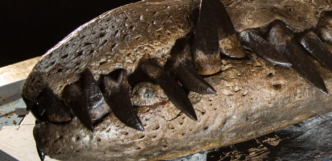"What big teeth you have!" The beautifully preserved fossilised skull ...