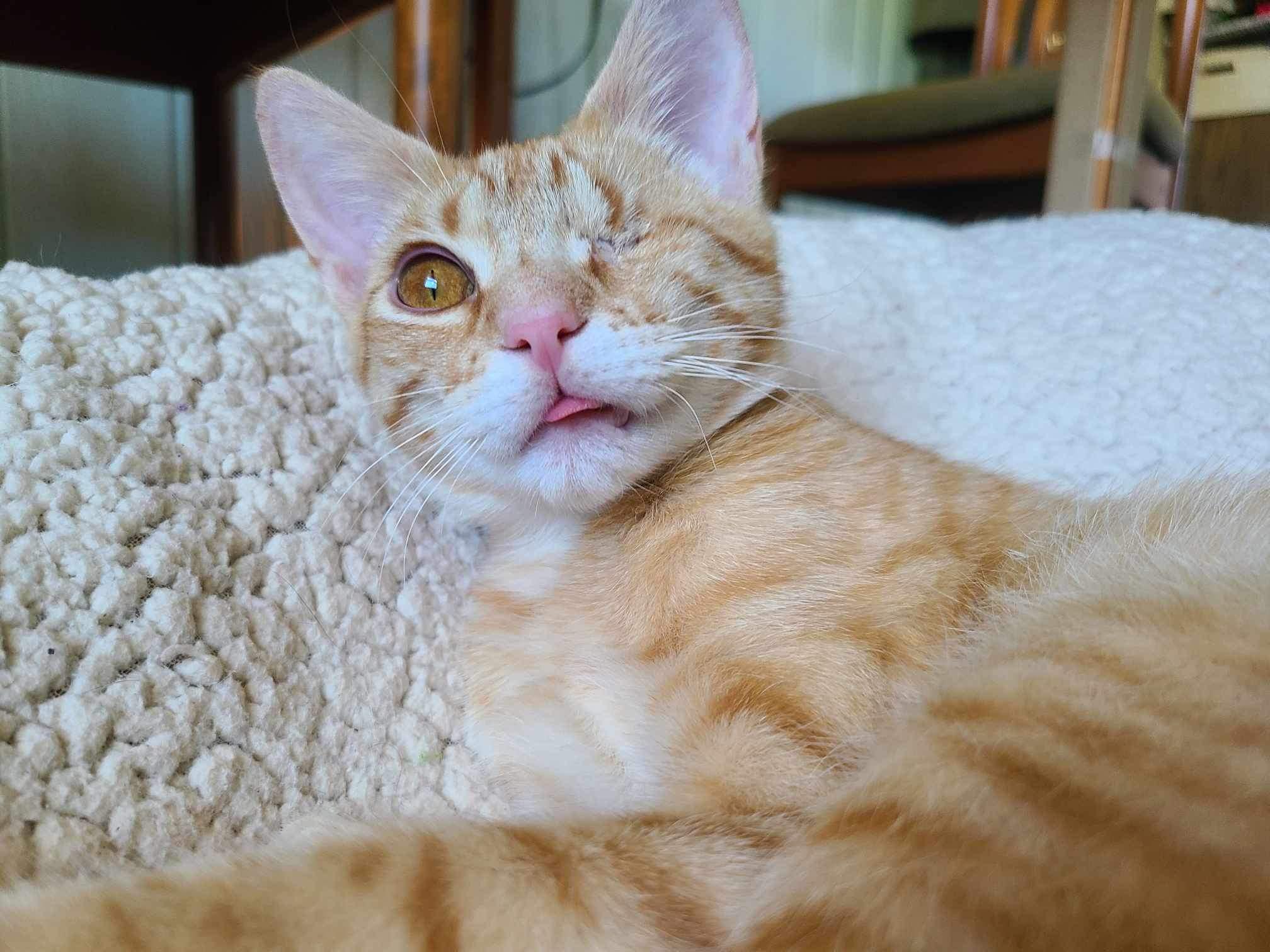 Chedward and his blep | Scrolller