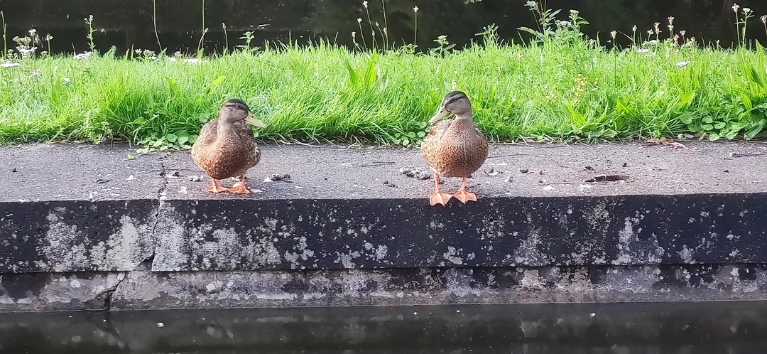 Just 2 ducks standing in slagharen Netherlands | Scrolller
