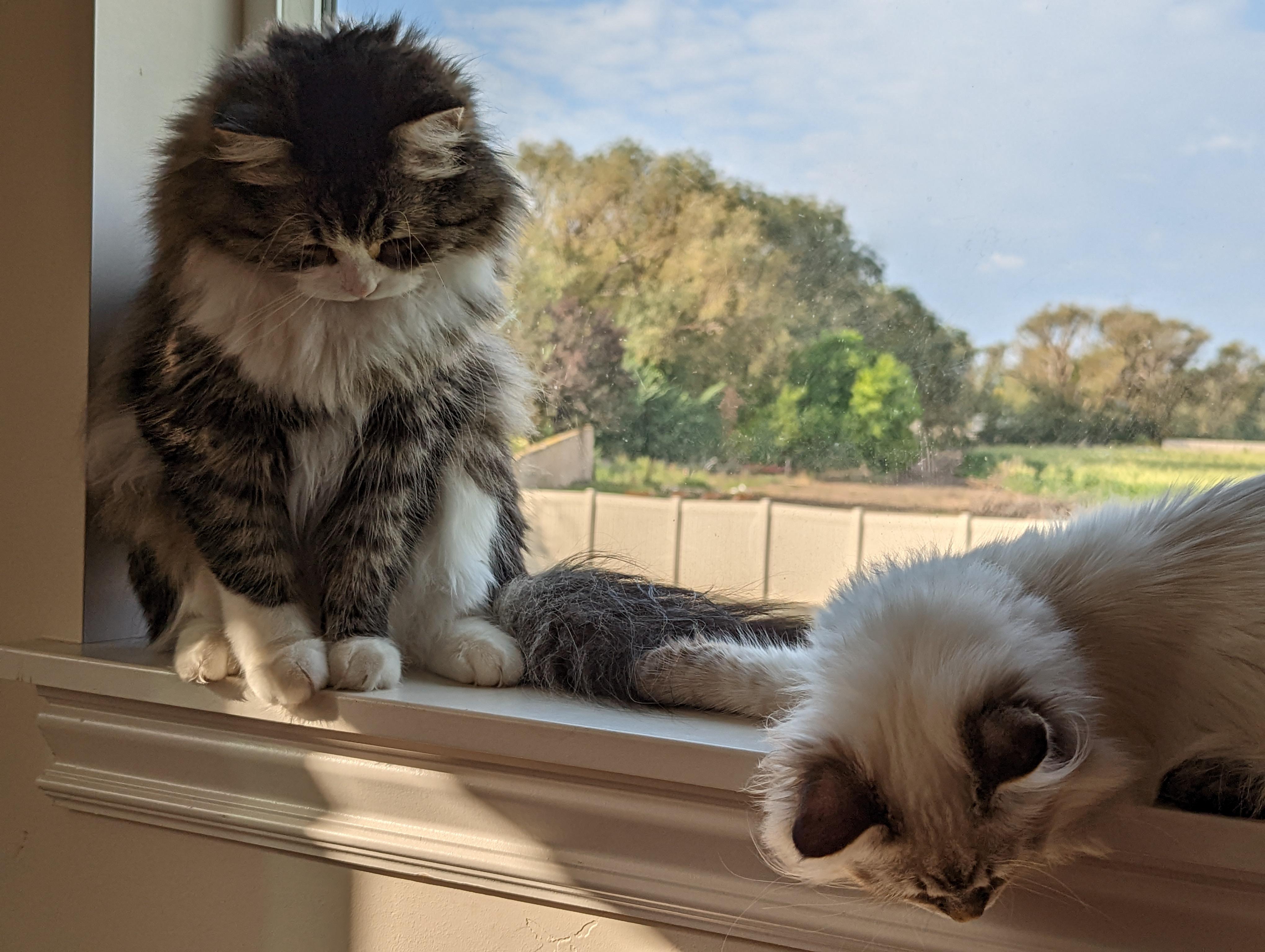 Moose and Yeti in idyllic pose | Scrolller