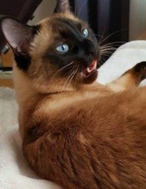 This Cute Siamese Cat 🐱 | Scrolller