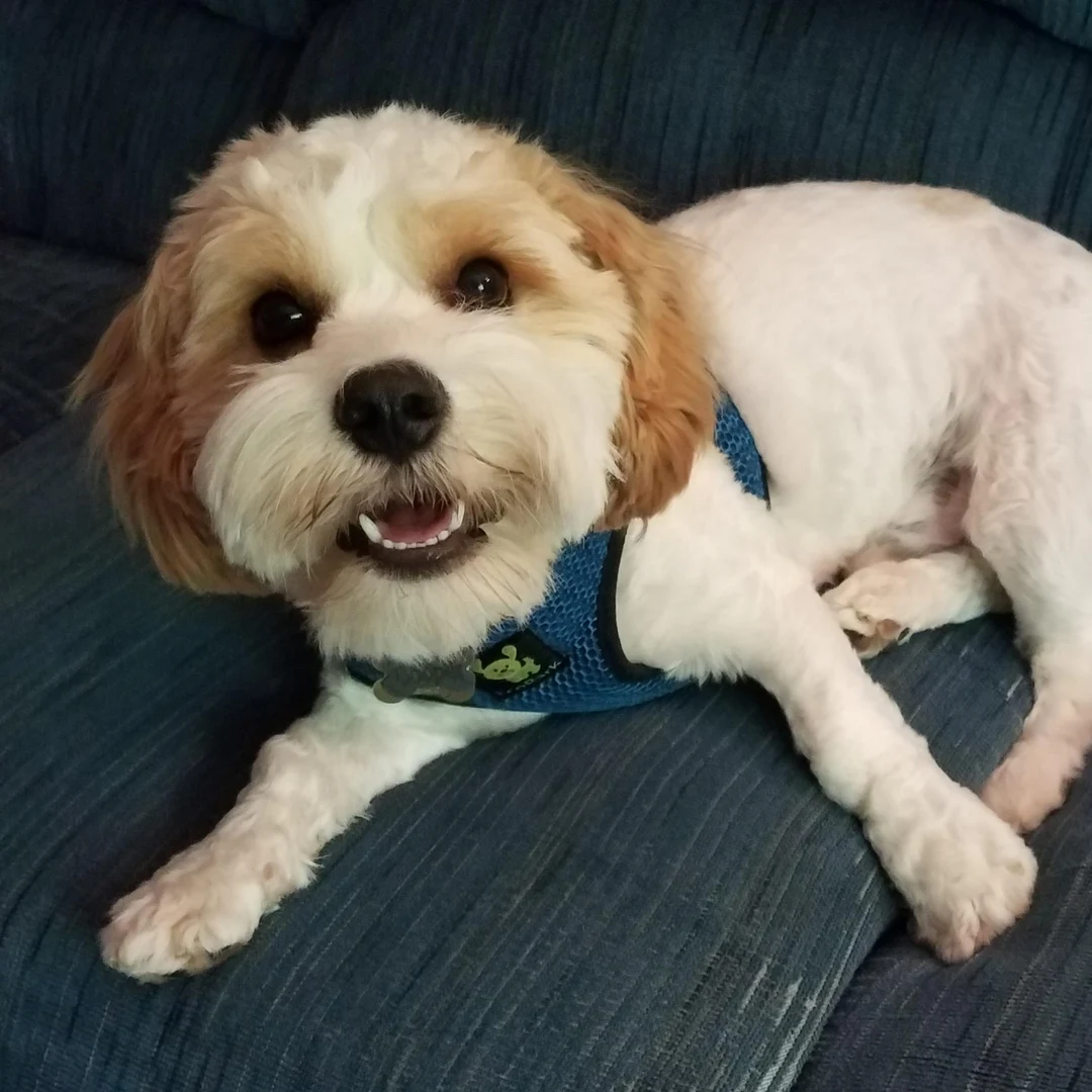 Our sweet Cavachon | Scrolller