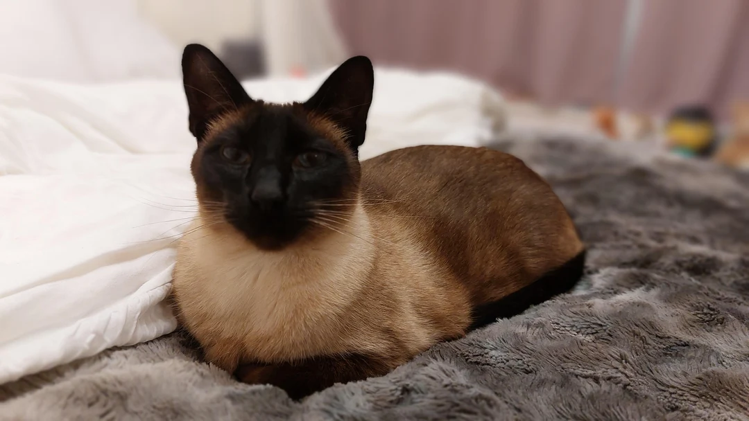 Siamese loaf | Scrolller