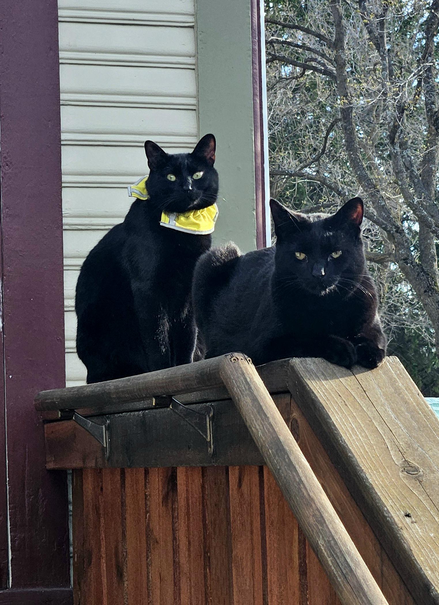 My guard cats. | Scrolller