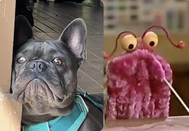 Yip yip yip | Scrolller