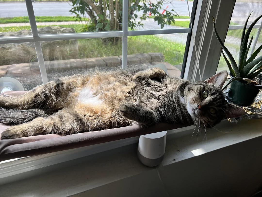 Just chilling in the hammock | Scrolller