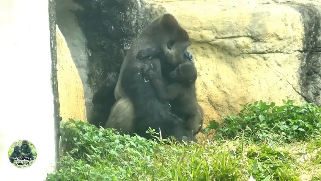 Mighty Silverback Gorilla faces the toughest fight of his life | Scrolller