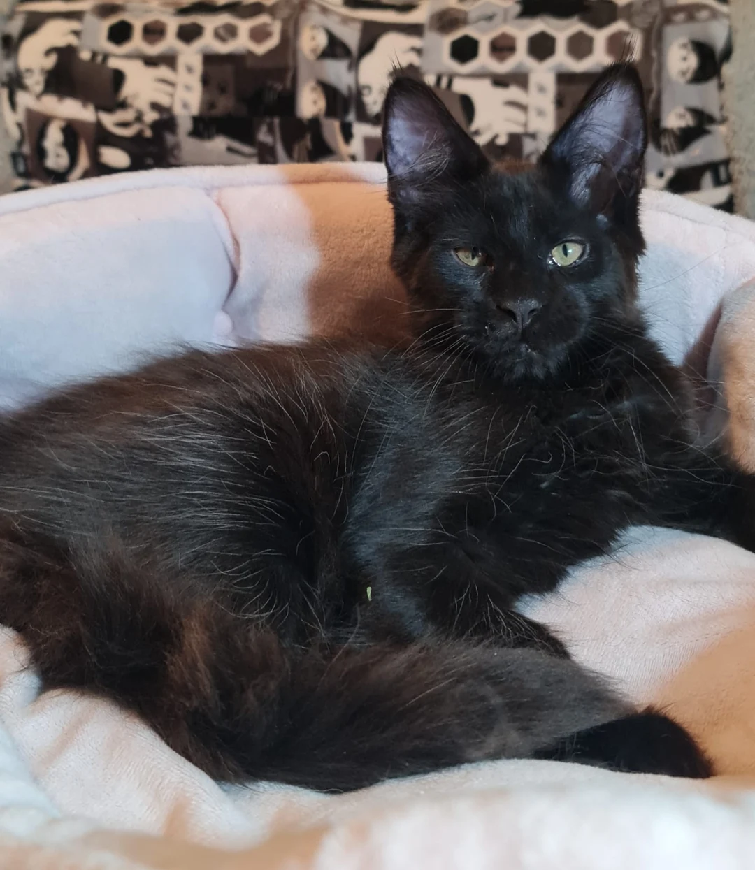 Newbie to Maine Coon | Scrolller