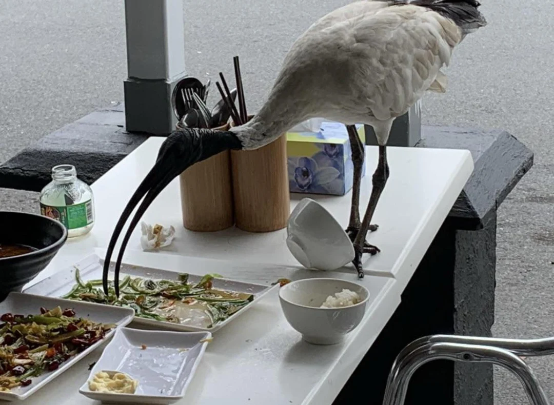 Bin Chicken having a feast | Scrolller