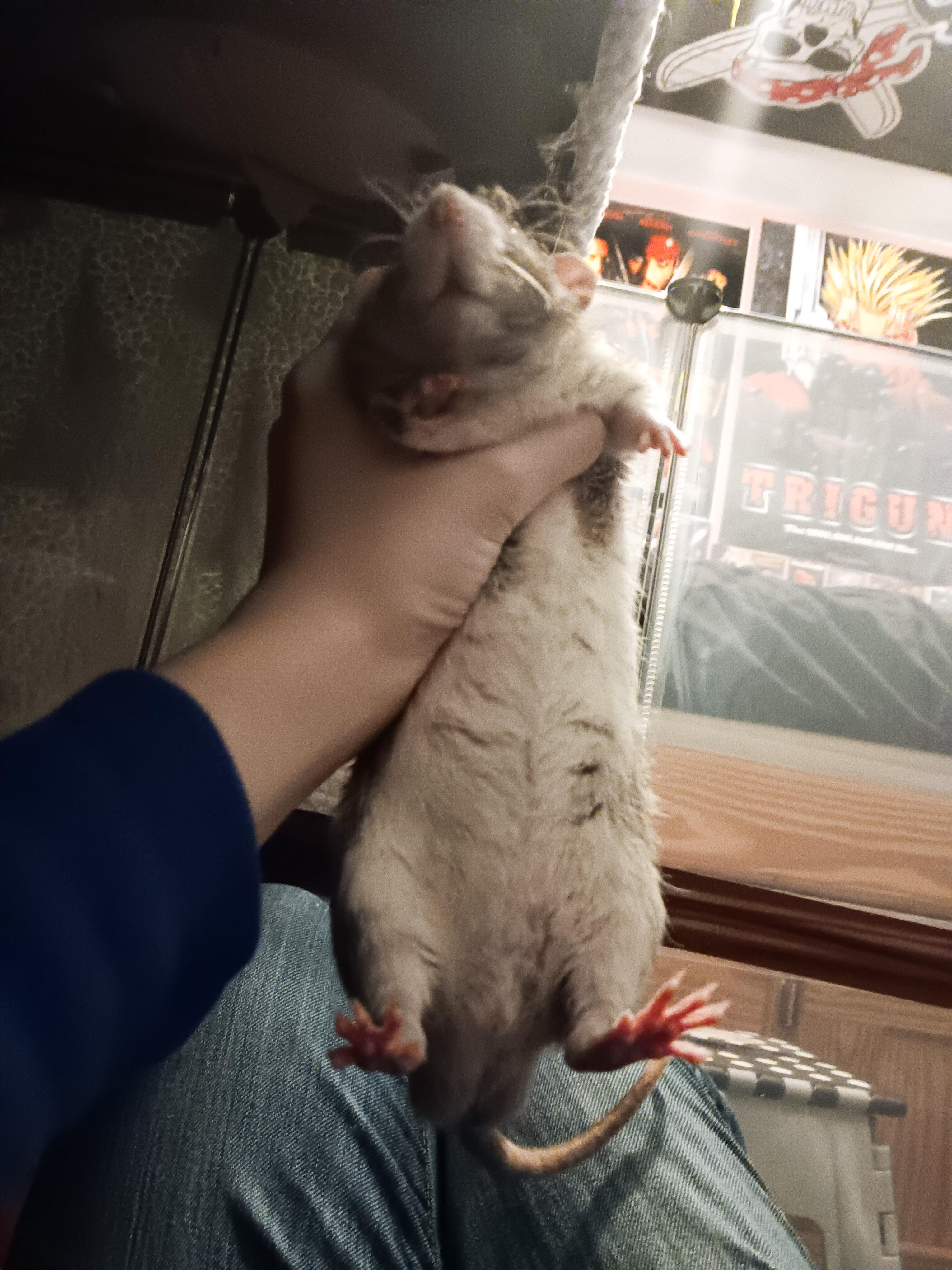 Pregnant Scrolller