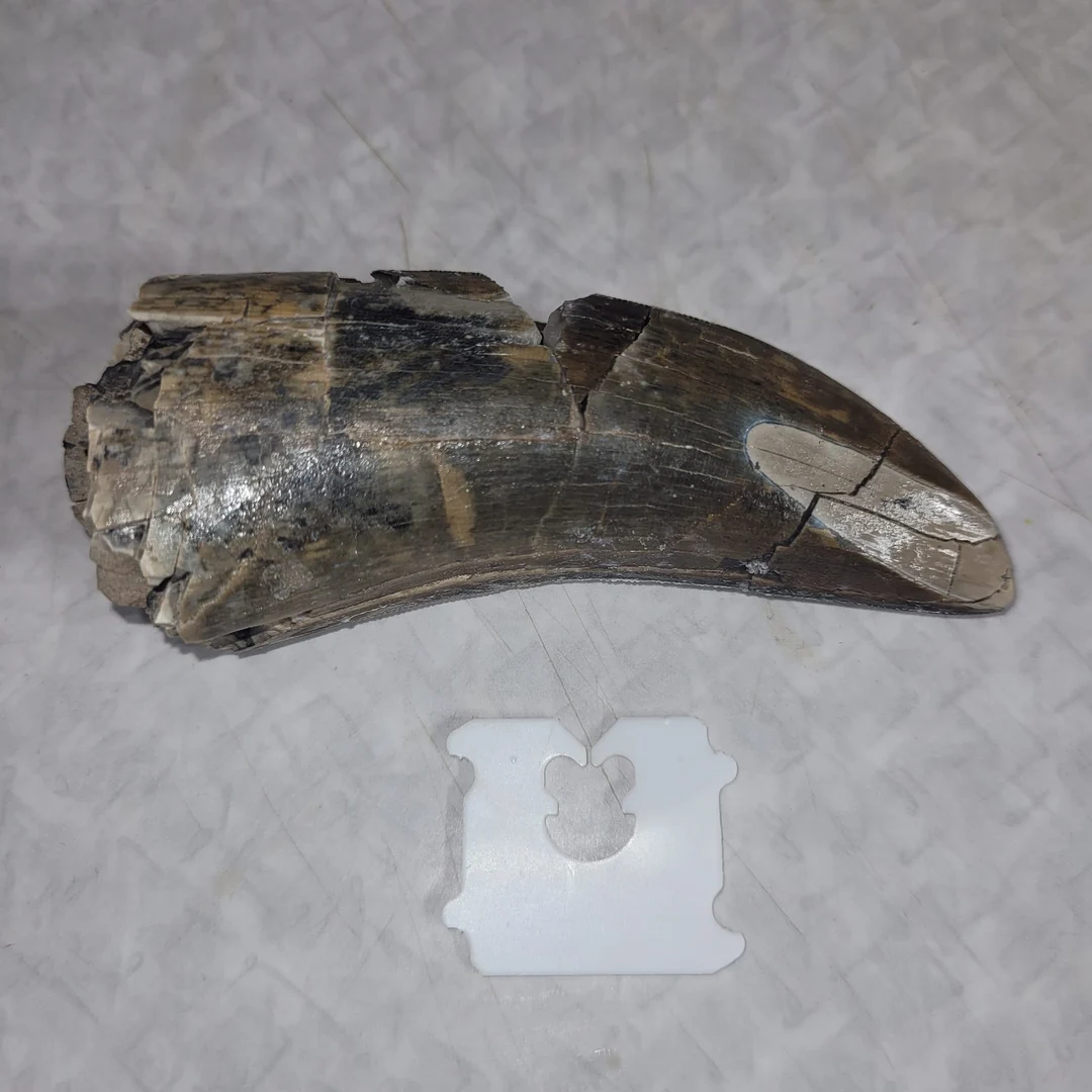 Albertosaurus tooth post reconstruction. Another pic and some info in comments. | Scrolller