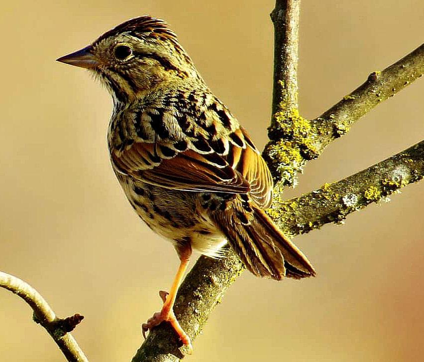 Lincoln's Sparrow ... | Scrolller