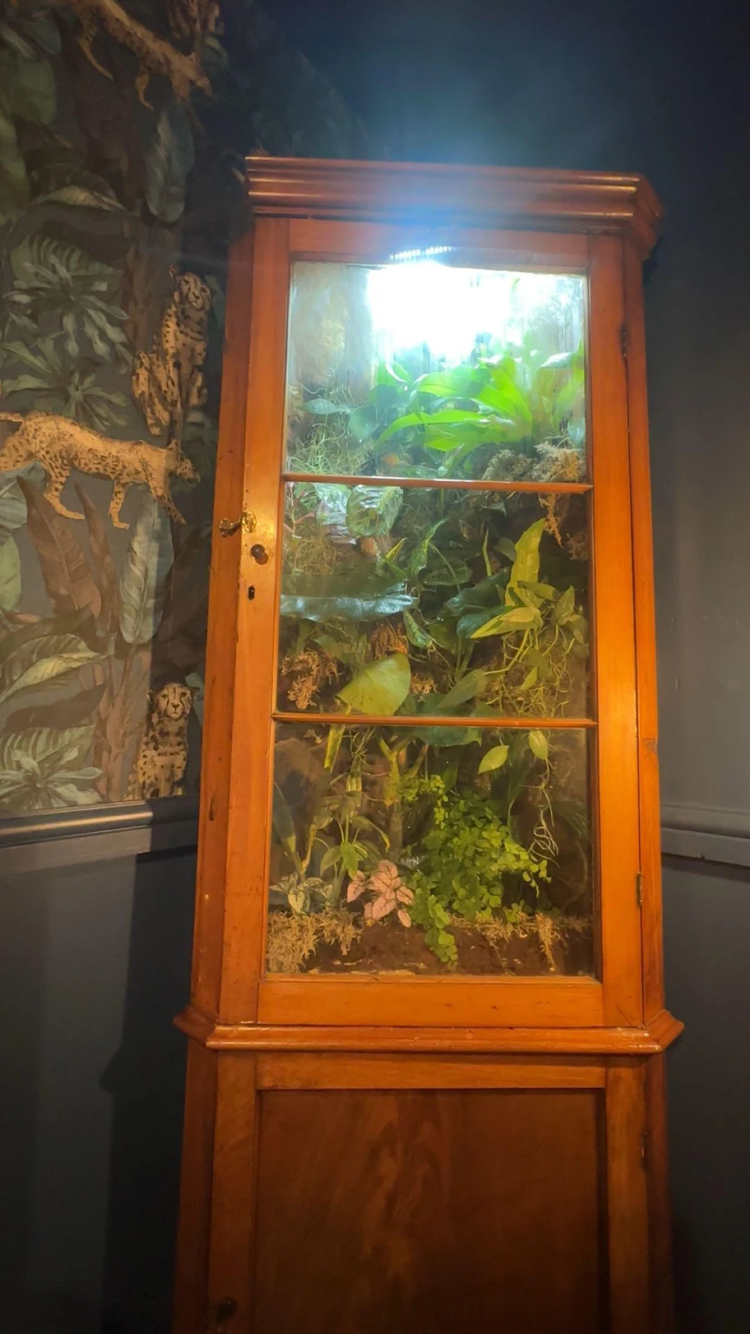 My first bioactive build, what do you think? (For a crestie) | Scrolller