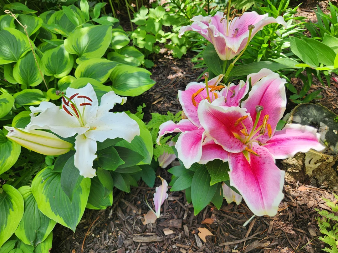 Summer Blooms | Scrolller