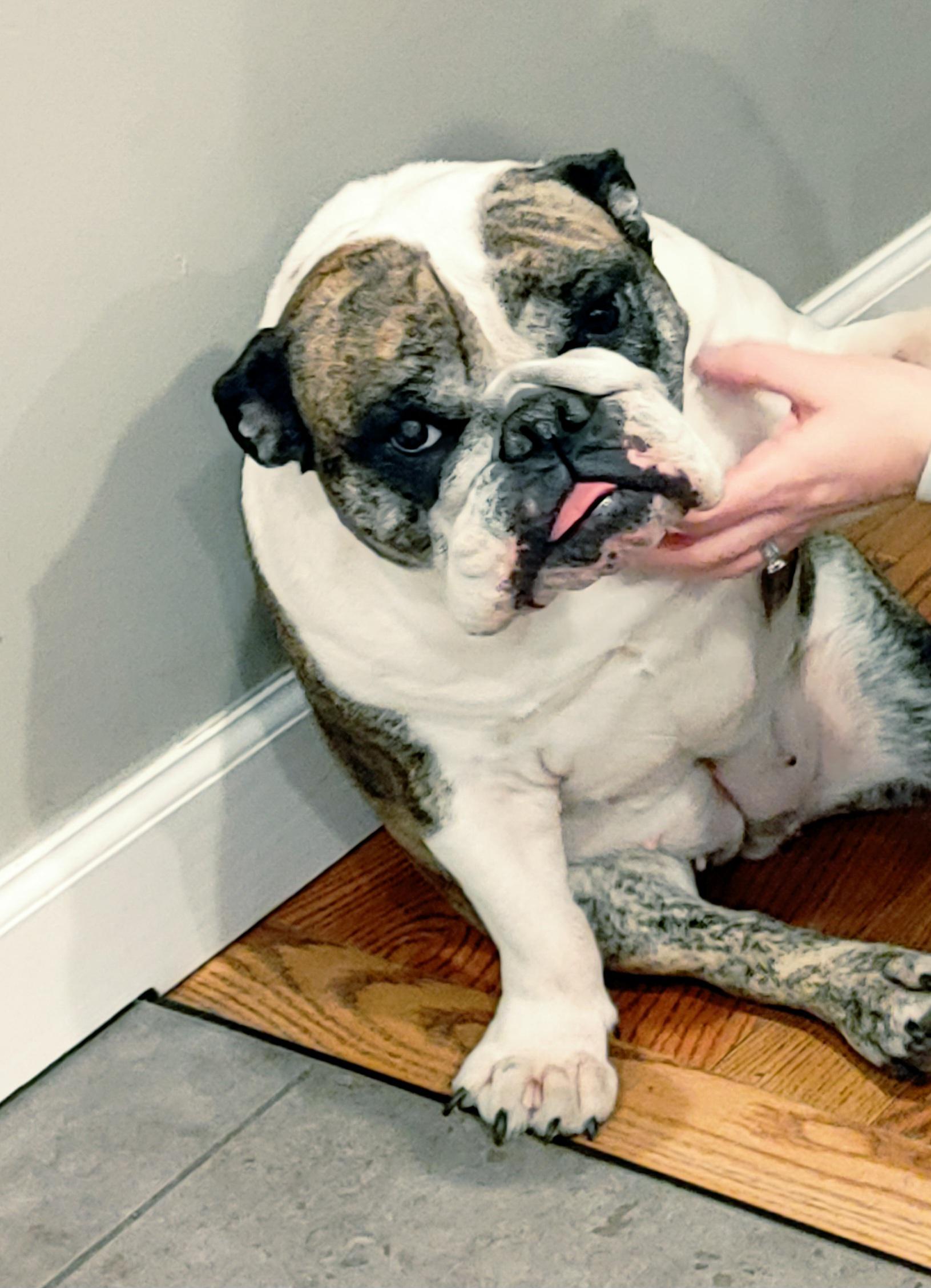 Freya's belly scratch stance | Scrolller