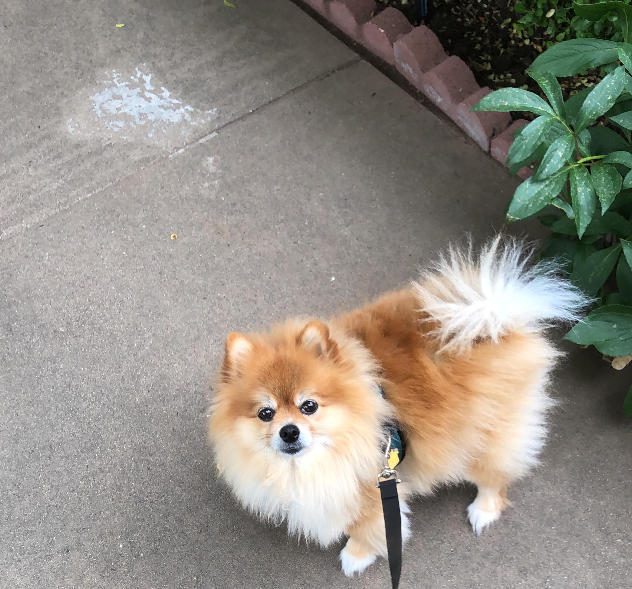 Lumi update! | Scrolller