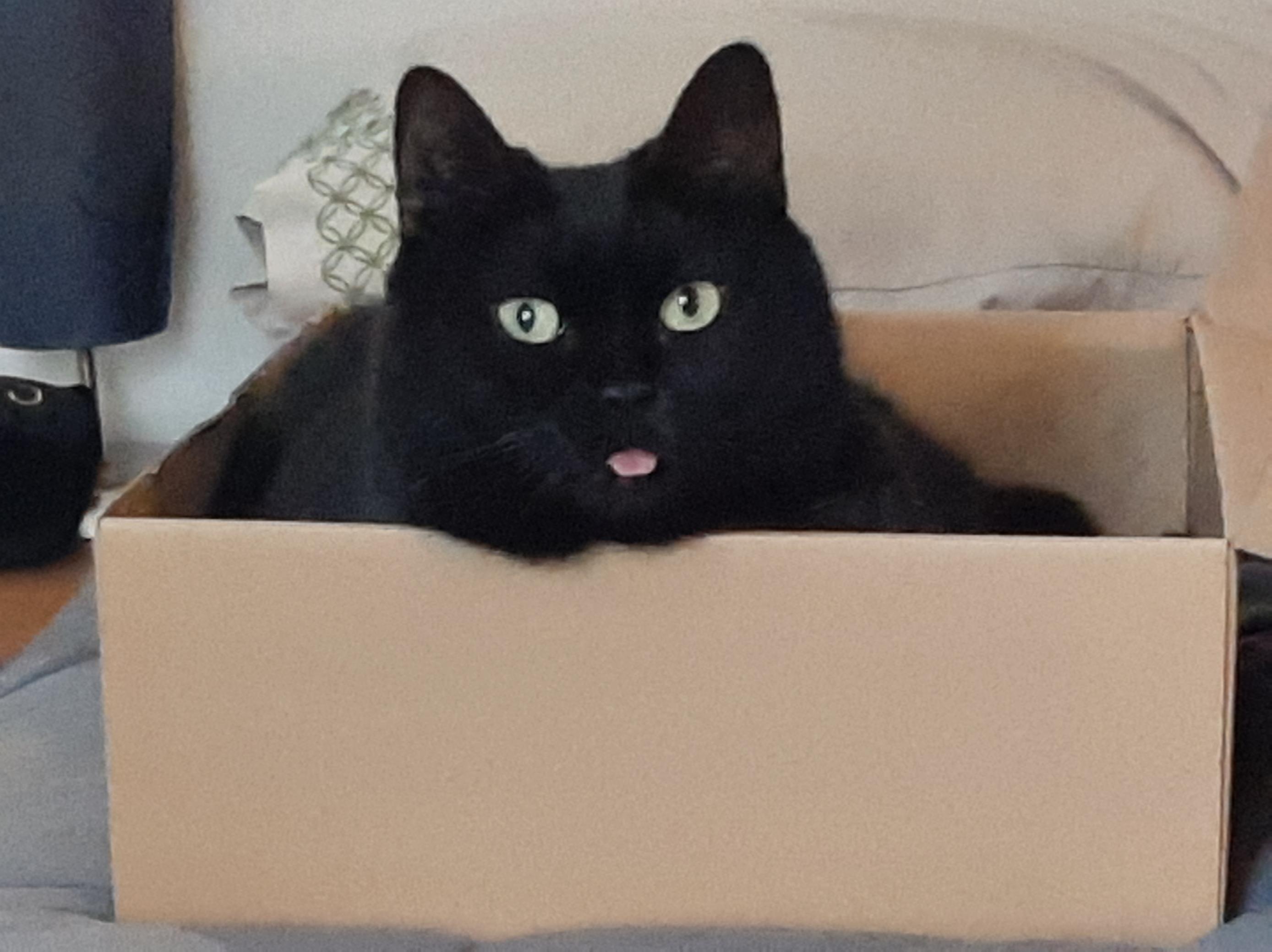 Blep in a Box [OC] | Scrolller