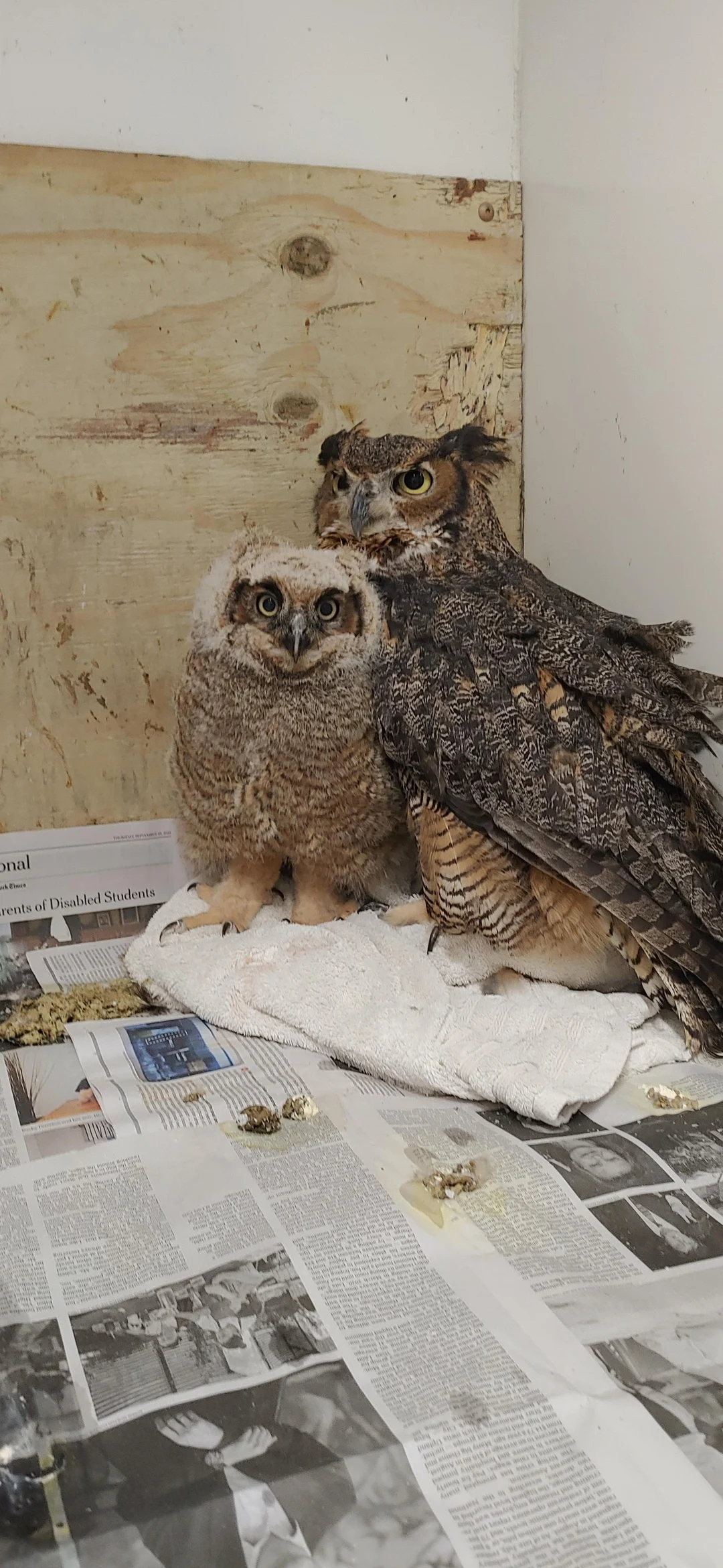 surrogate mama starry and her adopted gremlin. | Scrolller